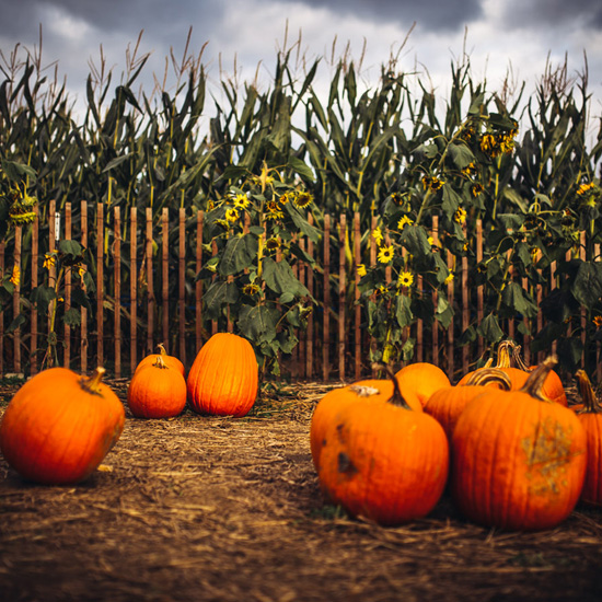 A Trip to the Pumpkin Patch - Life & Thyme