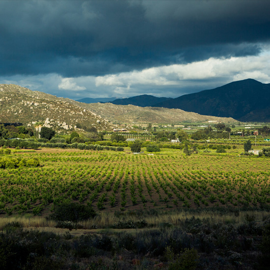 Decantos Vínícola: The Gravity of Wine - Life & Thyme