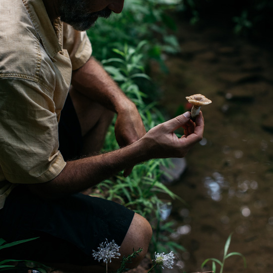 Alan Muskat’s World in the Woods - lifeandthyme