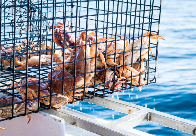 Chef Jason McLeod’s Commitment to San Diego Seafood - Life & Thyme