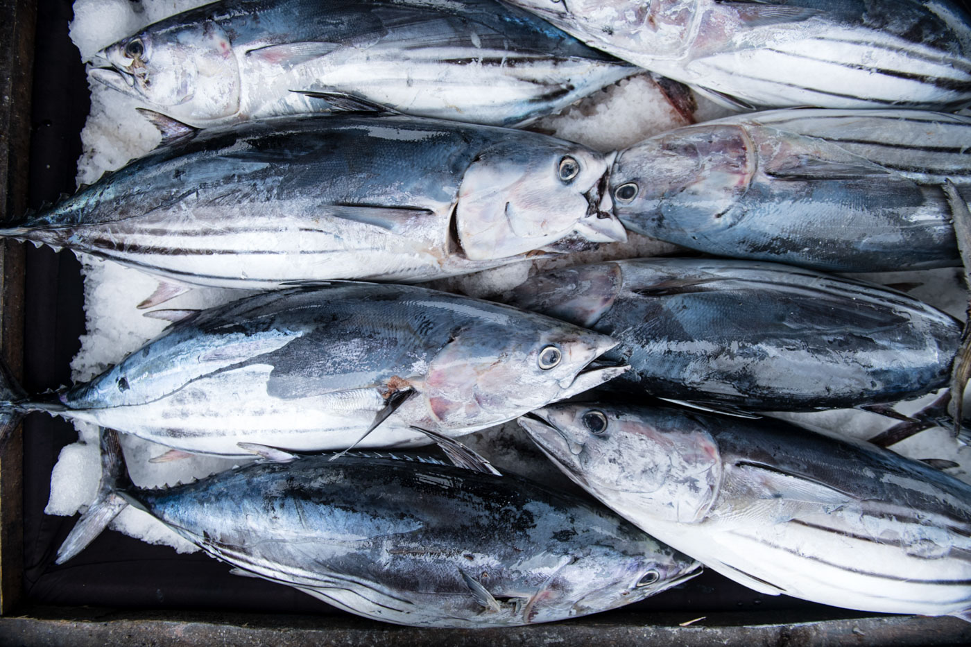 Chef Jason McLeod’s Commitment to San Diego Seafood - Life & Thyme