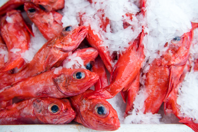 Chef Jason McLeod’s Commitment to San Diego Seafood - Life & Thyme