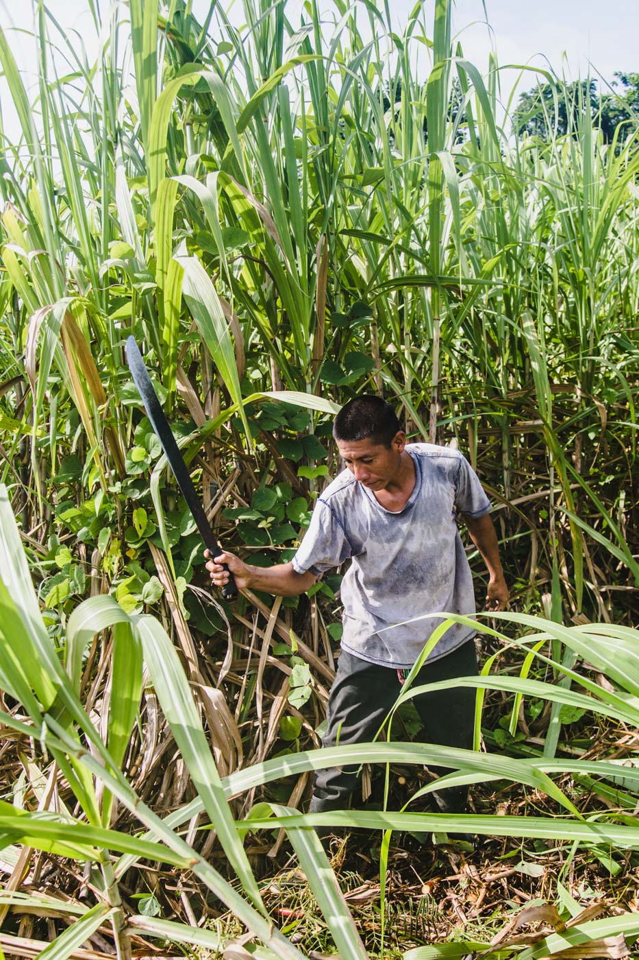 Belize’s Copal Tree Distillery Puts Soul into Spirits - Life & Thyme