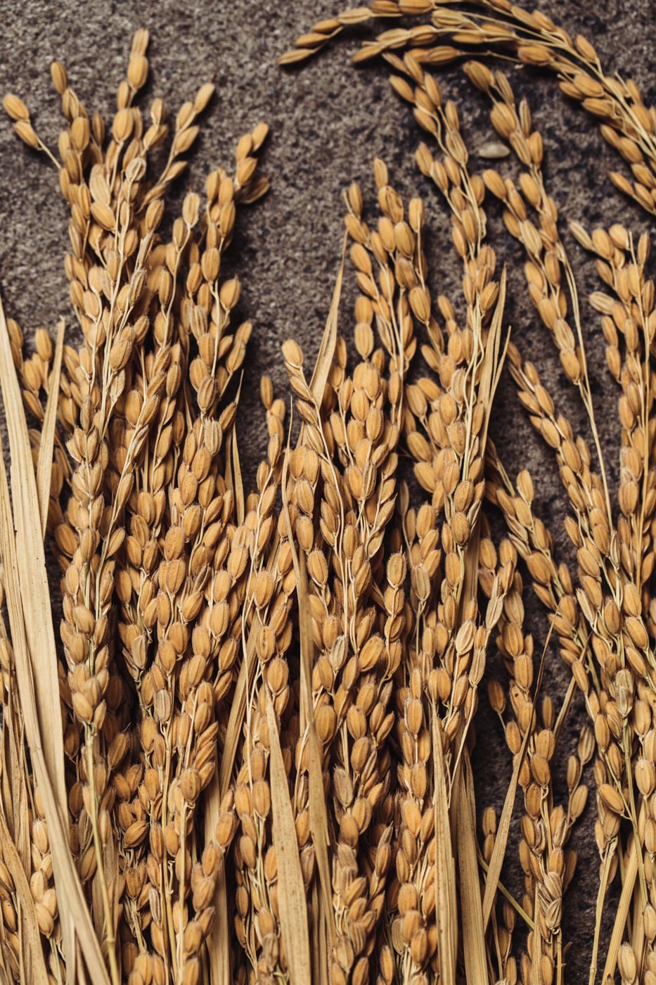 Why Rice? - lifeandthyme