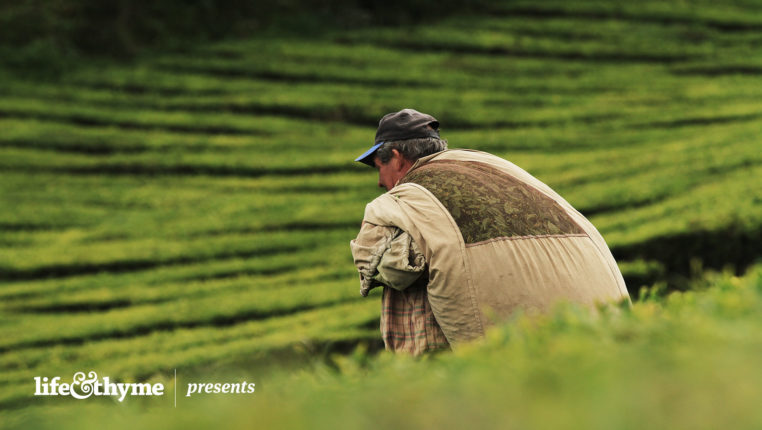 An In-Depth Look at the Food Industry’s Undocumented Labor Force - Life ...