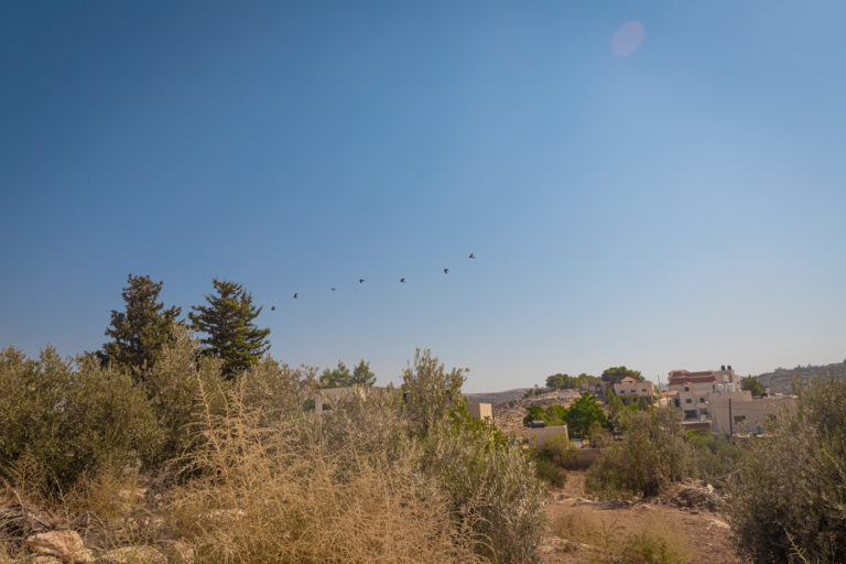 Palestine and the West Bank Agricultural Struggle - lifeandthyme