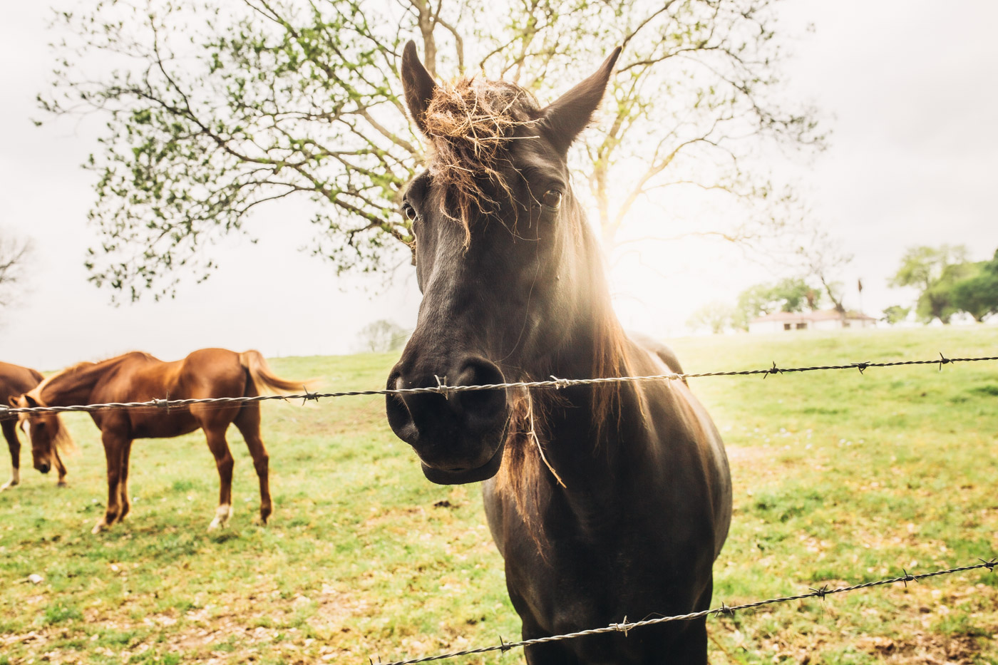 The New Generation of Black Cattle Ranchers - lifeandthyme