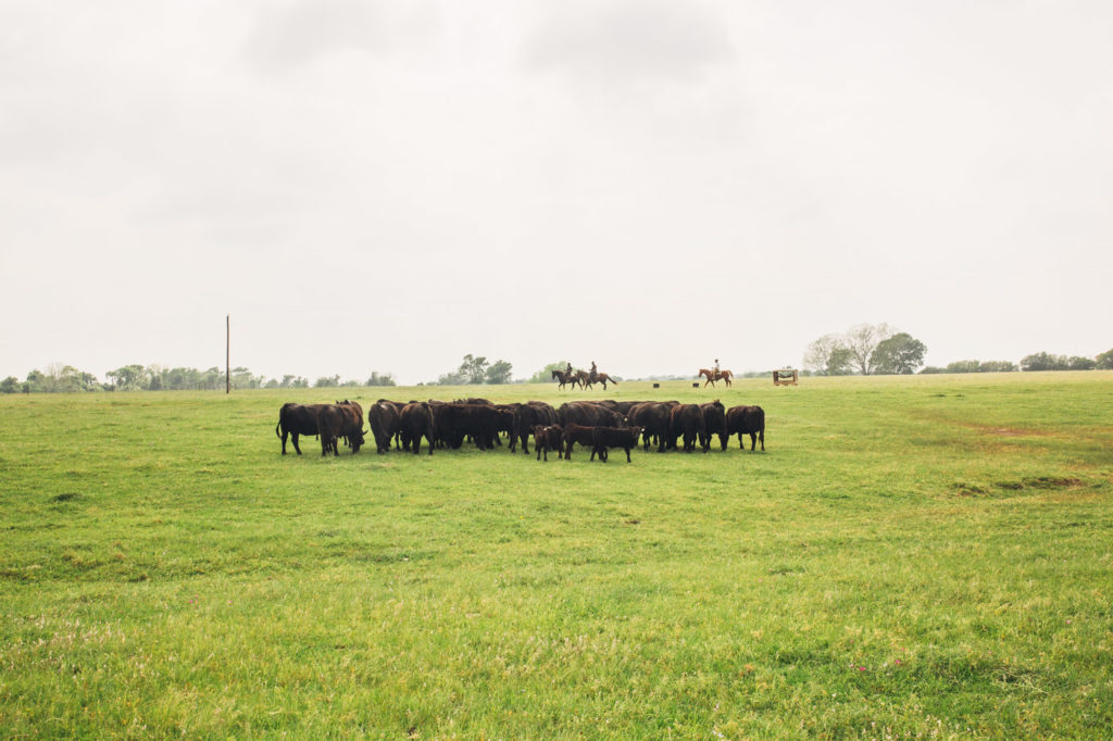 The New Generation of Black Cattle Ranchers - lifeandthyme