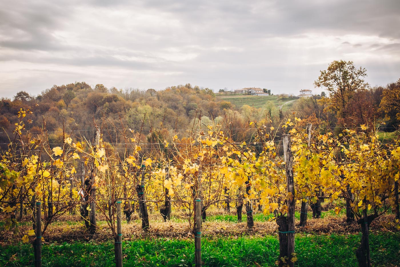 Blended Borders: In Northern Italy, Collio Wine Connects Culture - Life ...
